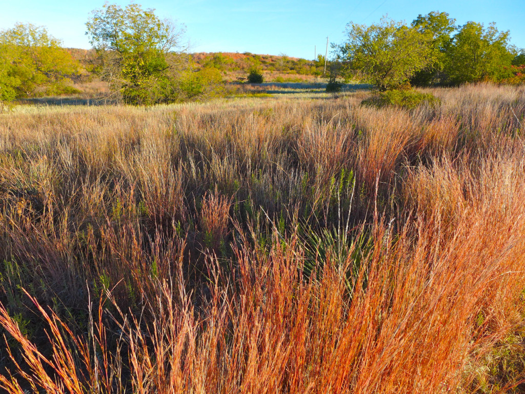 Schizachyrium scoparium (little bluestem) | Eco Landscaping