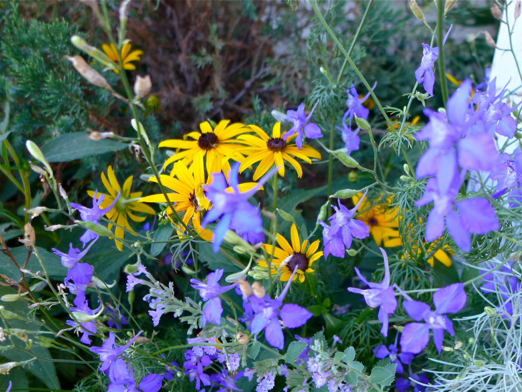 our favorite plants | Eco Landscaping