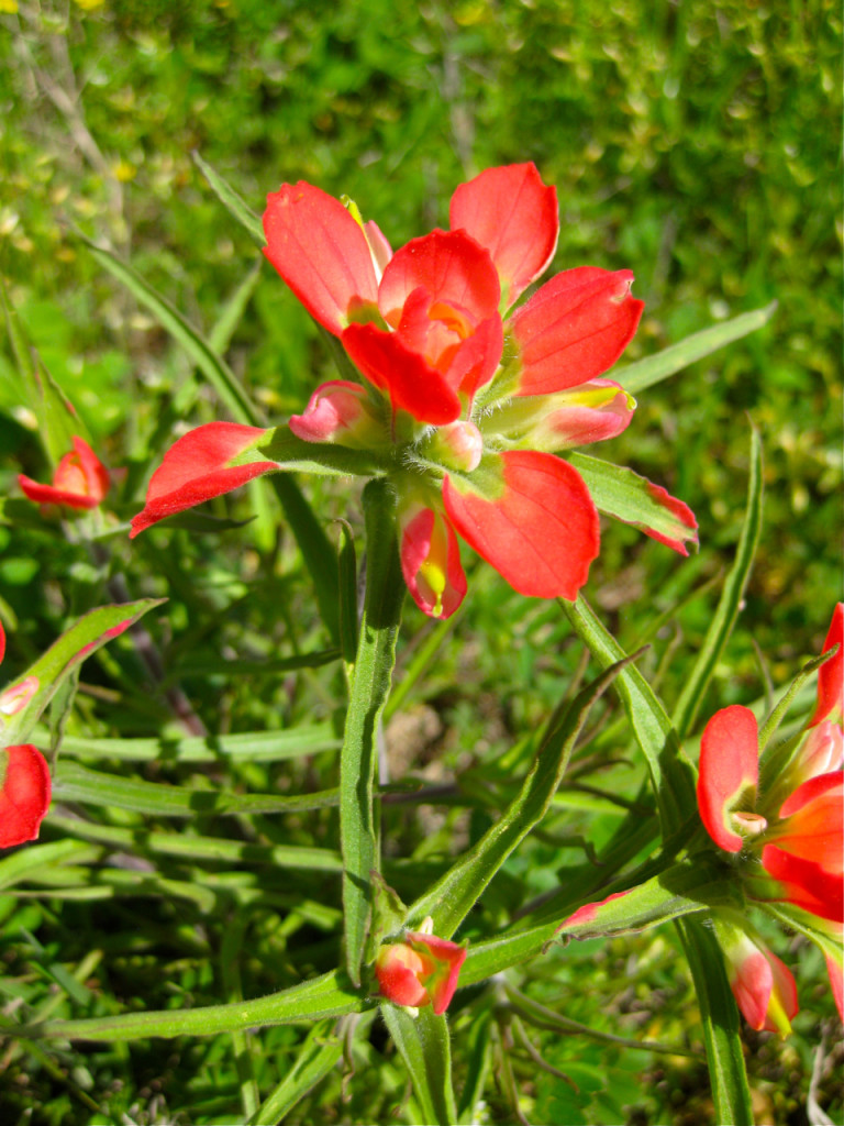castilleja indivisa | Eco Landscaping